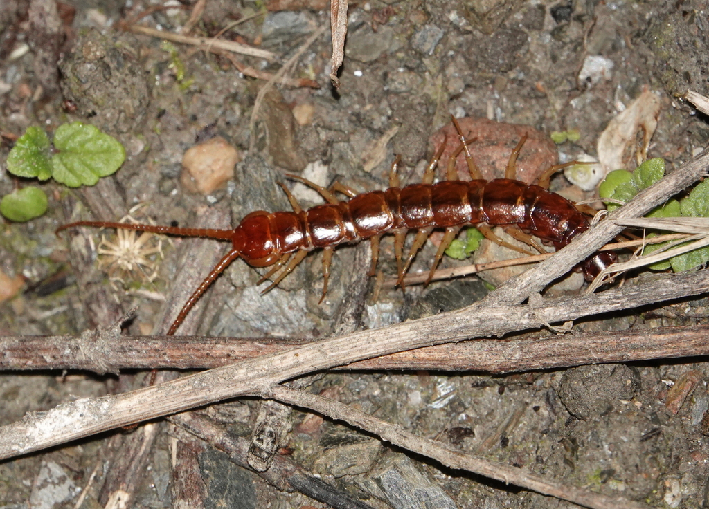 Lithobiidae from Peloponnesos, Griekenland on April 27, 2023 at 10:28 ...