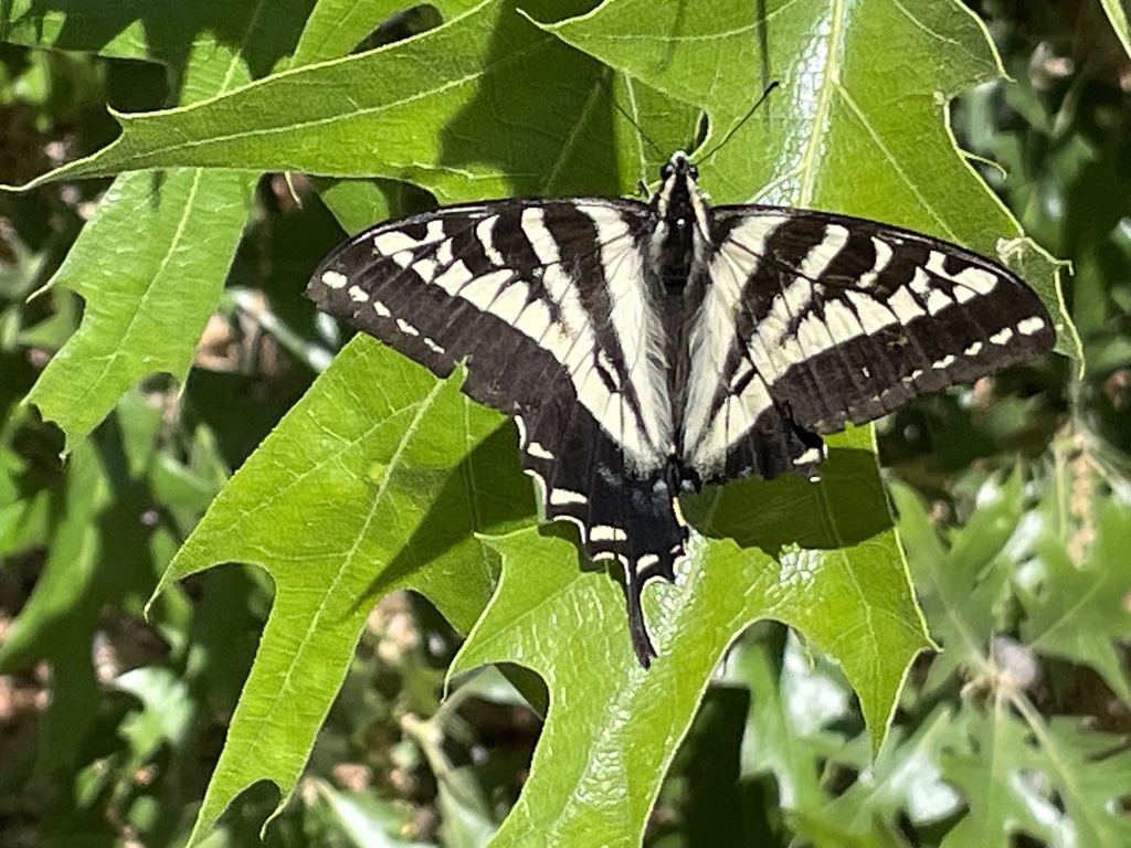 Pale Swallowtail from San Diego County, CA, USA on May 28, 2023 at 02: ...