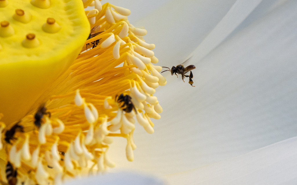 Pagden's Stingless Bee from Khlong Toei, Bangkok, Thailand on March 28 ...