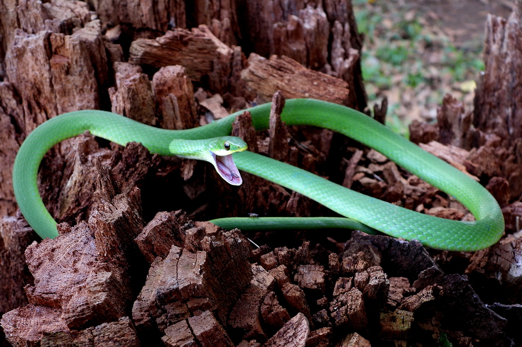 Brazilian Green Racer from Rodovia GO 206 s/n Chapadão do Céu, Río ...