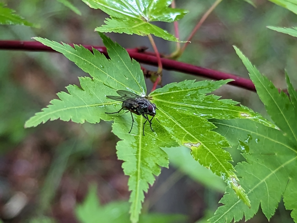 Phaoniinae in May 2023 by Emily and Curtis Tronetti-Robords · iNaturalist