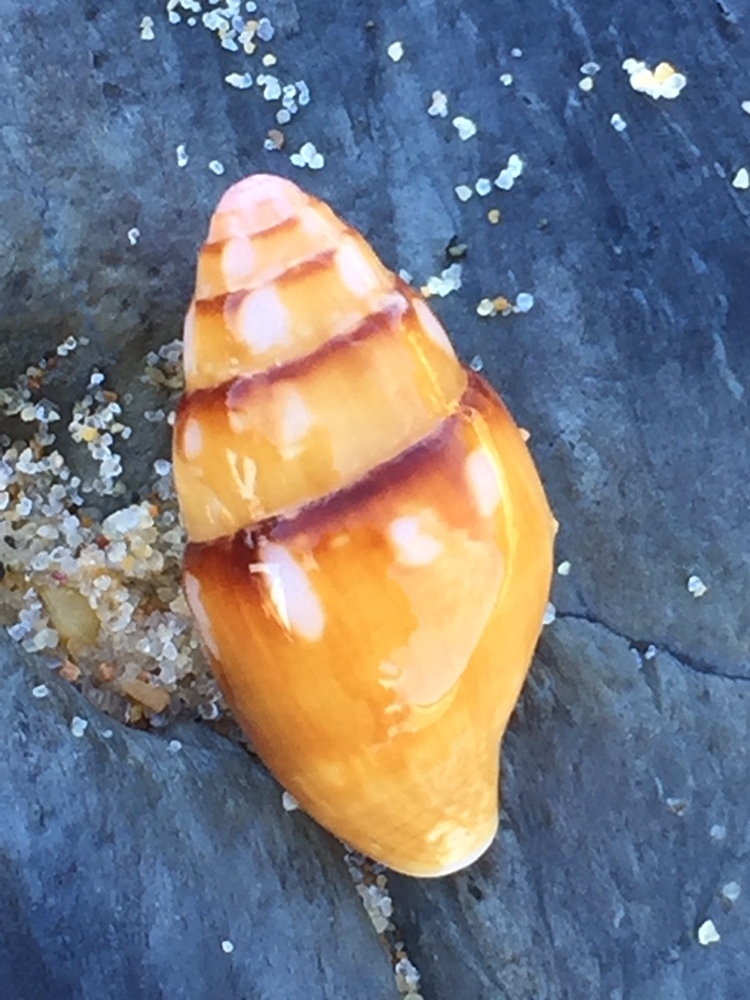 Pyrene flava from Bongil Bongil National Park, Bundagen, NSW, AU on May 29, 2023 at 10:06 AM by ...