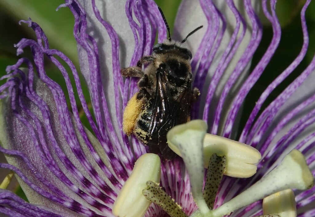 Melissodes communis communis from Hernando County, FL, USA on May 28 ...