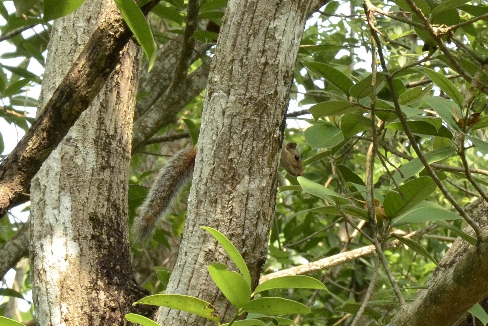 Funambulus tristriatus (Waterhouse, 1837)