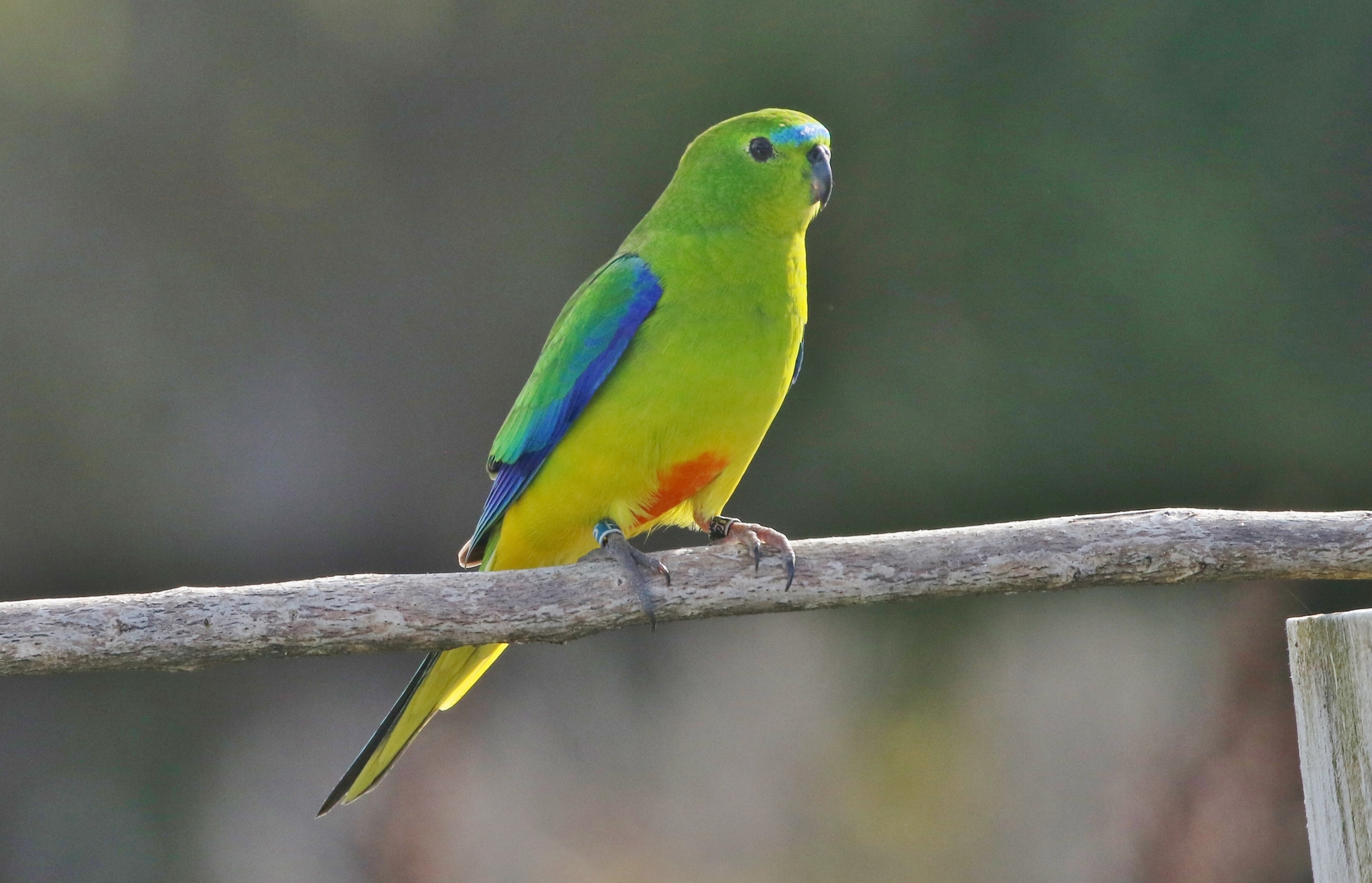 Neophema chrysogaster (Latham, 1790)