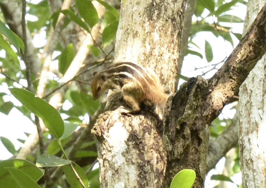 Funambulus tristriatus (Waterhouse, 1837)
