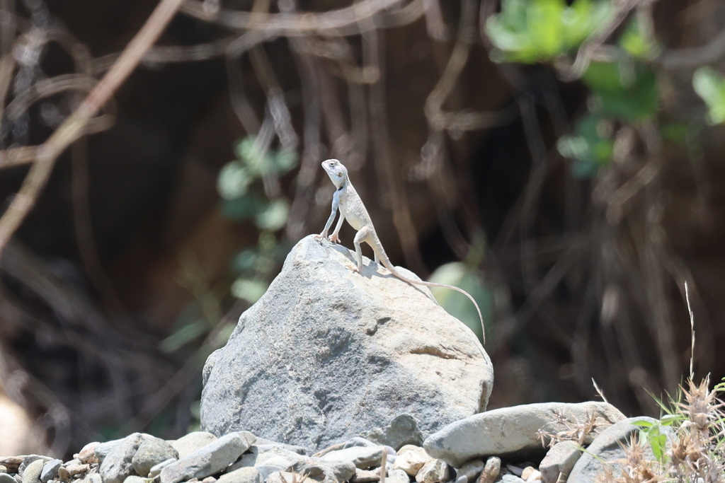 Afro-Arabian Desert Agamas from Asir Principality Saudi Arabia on May ...