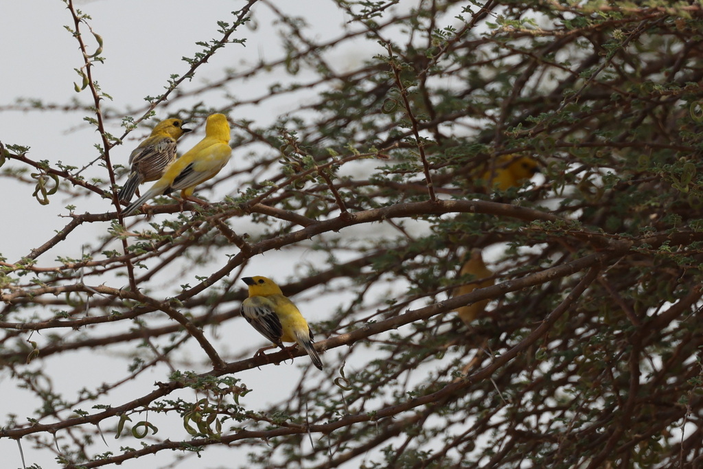 Arabian Golden Sparrow from Baysh Saudi Arabia on May 13, 2023 at 03:13 ...