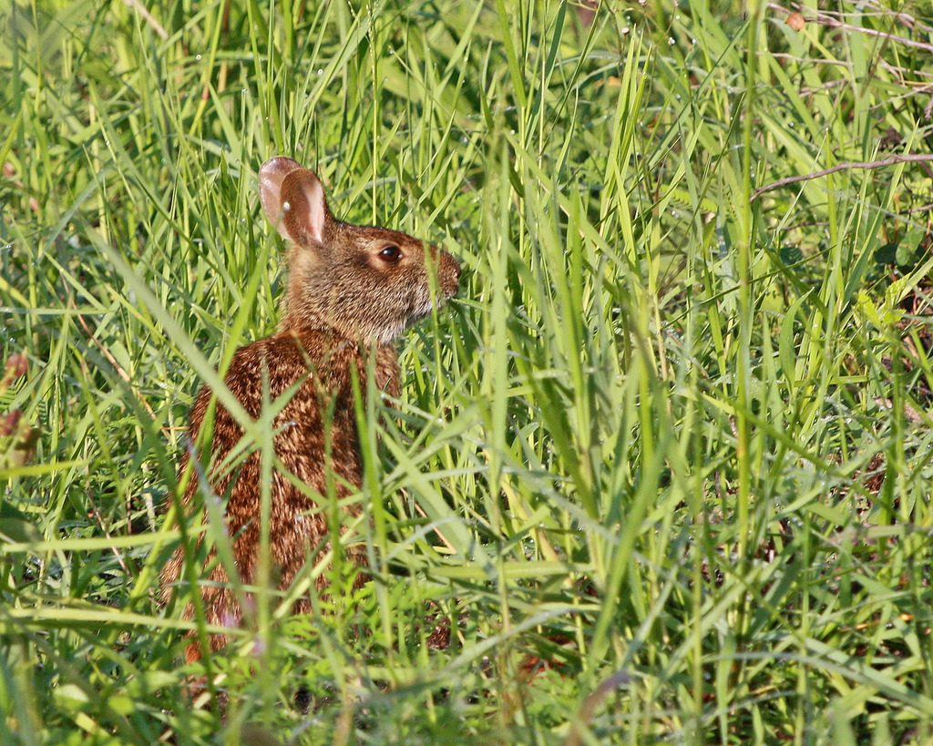 Marsh Rabbit (Mammals of Hampton Roads) · iNaturalist