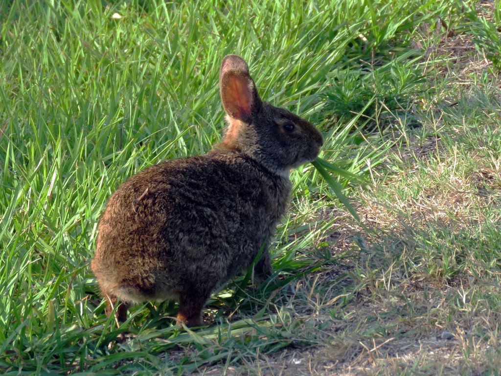 Marsh Rabbit (Mammals of Hampton Roads) · iNaturalist