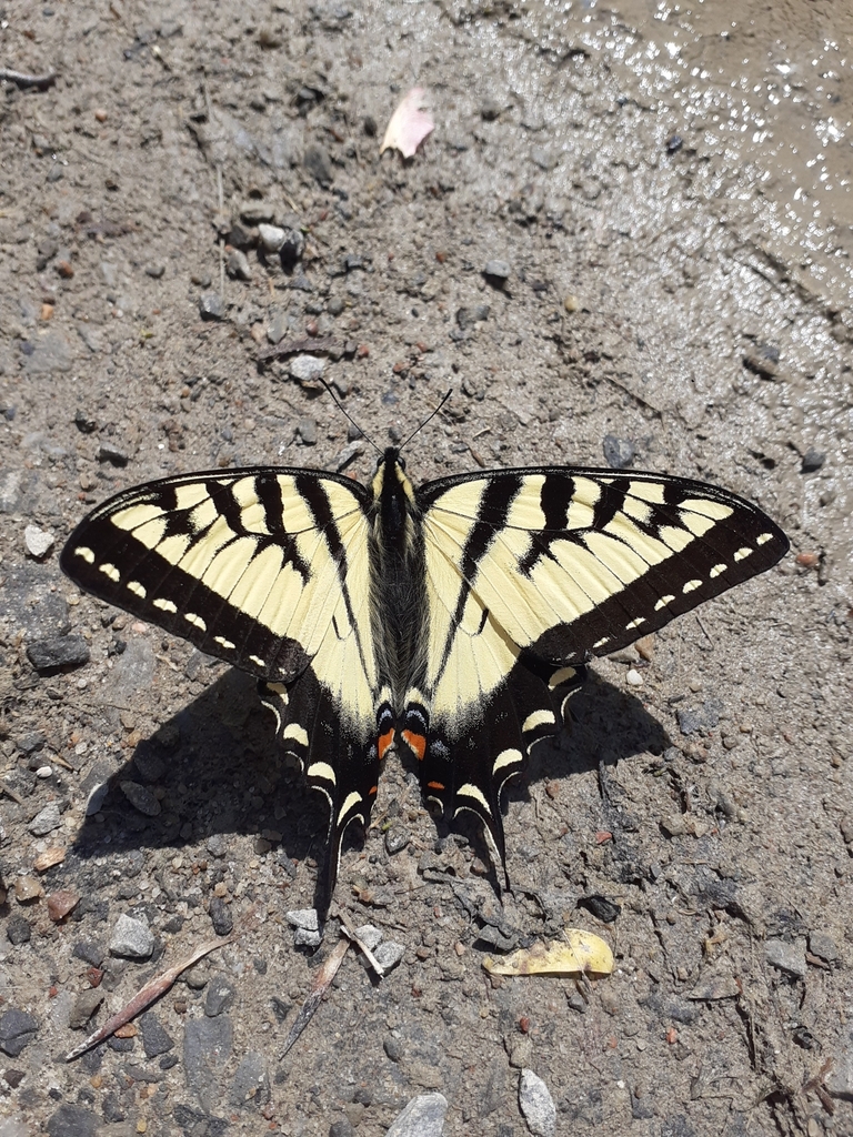 Canadian Tiger Swallowtail from Sainte-Anne-de-Bellevue, QC H9X 3L2 ...