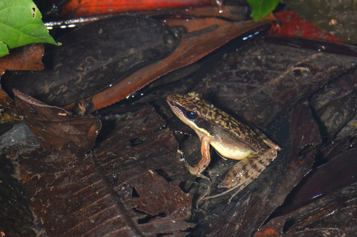 Nicobar Island Frog (Bijurana nicobariensis) · iNaturalist
