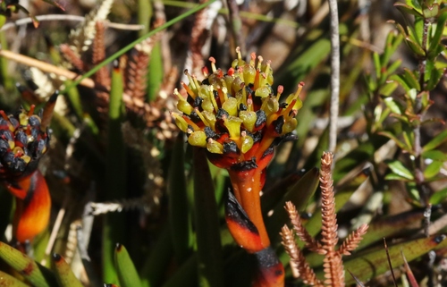 Moorland Bloodroot (Haemodorum distichophyllum) · iNaturalist
