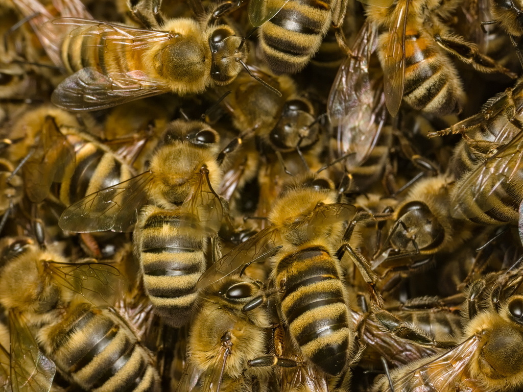 Western Honey Bee from Powiat toruński, Polska on May 28, 2023 at 12:16 ...