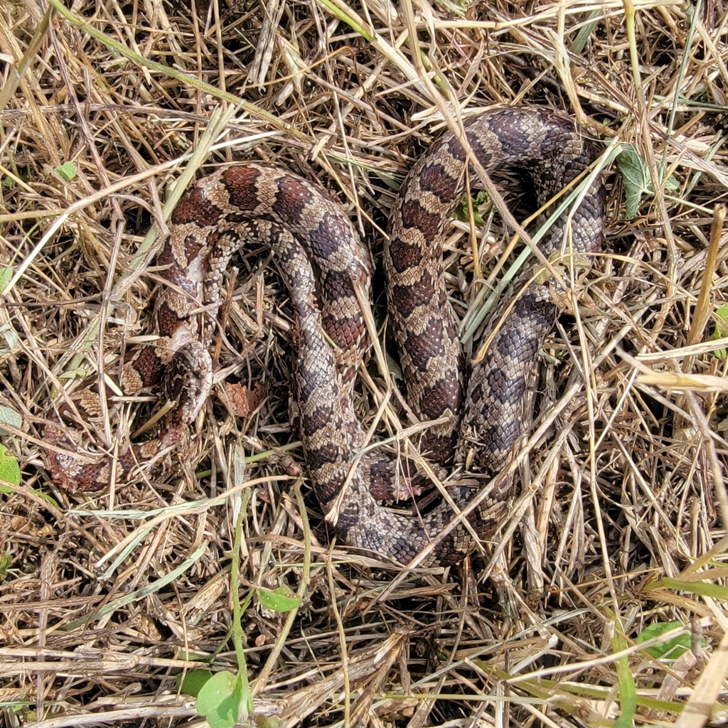 Prairie Kingsnake from Caldwell, TX 77836, USA on May 29, 2023 at 10:43 ...