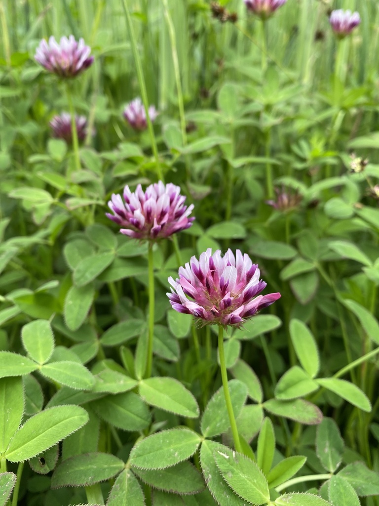 springbank clover from Marin Headlands, Sausalito, CA, US on May 28 ...