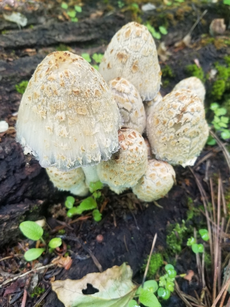 scaly ink cap from Lower Rattlesnake, Missoula, MT 59802, USA on May 29 ...