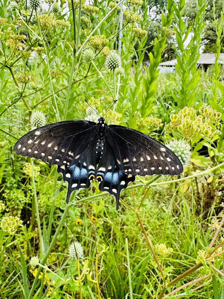 Black Swallowtail from S Braeswood Blvd, Houston, TX, US on May 29 ...