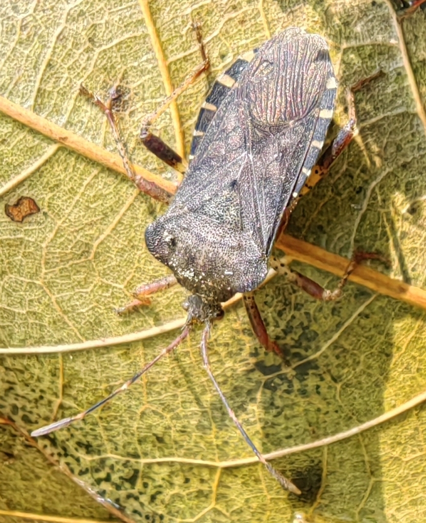 Anasa scorbutica from Los Planes, Honduras on May 28, 2023 at 09:22 AM ...