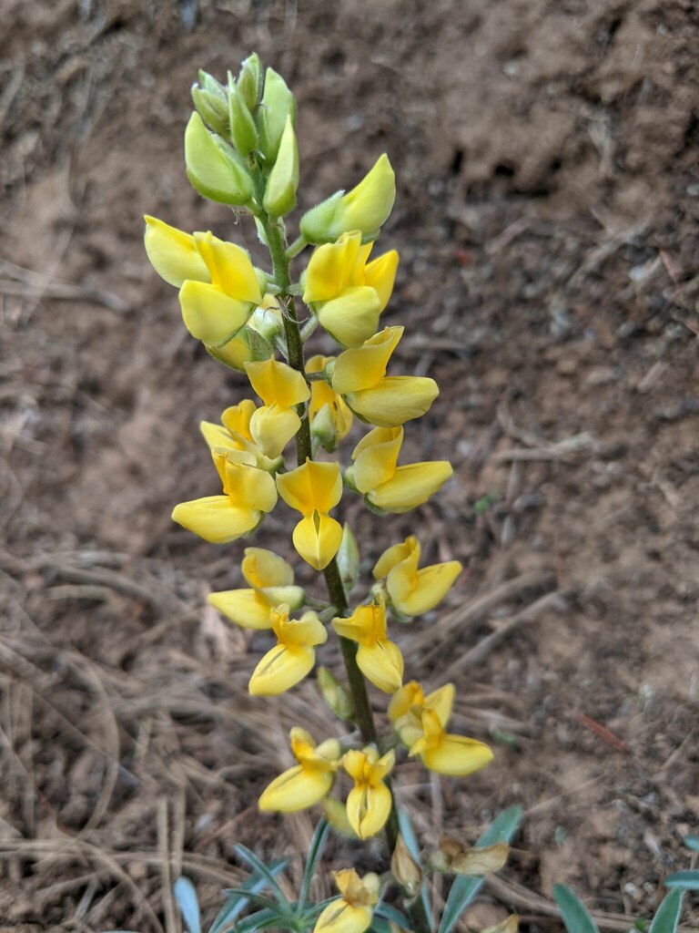 Lupinus croceus pilosellus in May 2022 by Julie Ann Kierstead. recently ...