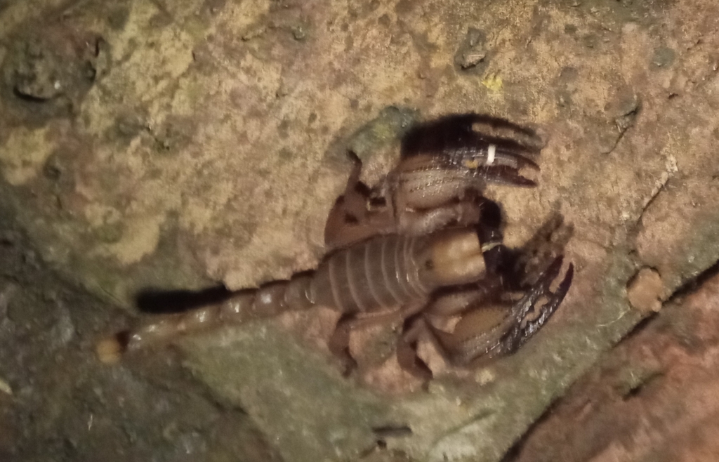 Fynbos Burrowing Scorpion from Groot Brakrivier, South Africa on May 28 ...