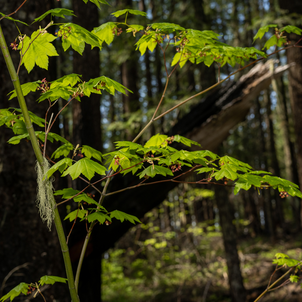 Vine Maple from Douglas County, OR, USA on May 27, 2023 at 09:59 AM by ...