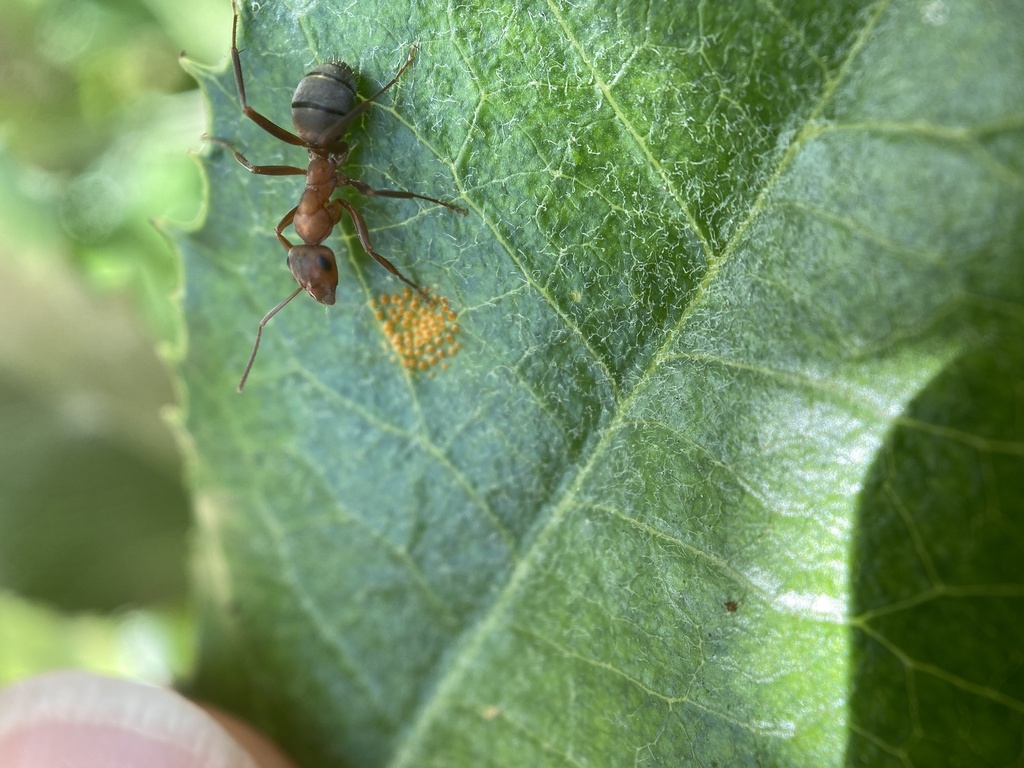 fusca-group Field Ants from Stanislaus County, CA, USA on May 26, 2023 ...