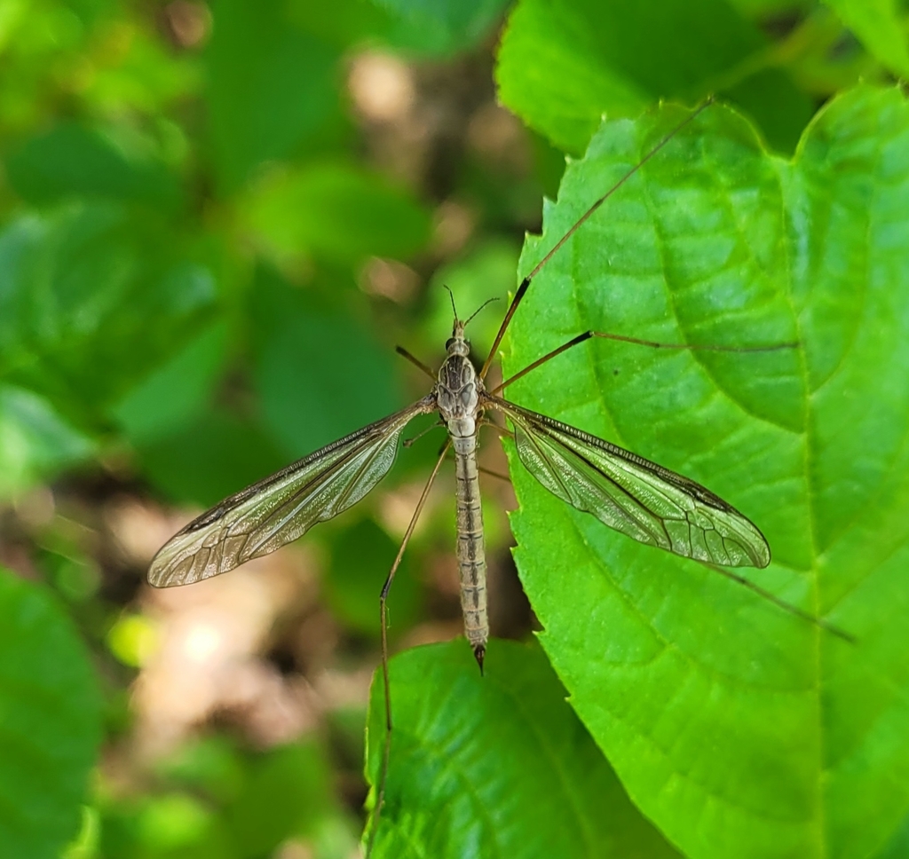 Marsh Crane Fly from Norwell, MA 02061, USA on May 19, 2023 at 10:34 PM ...