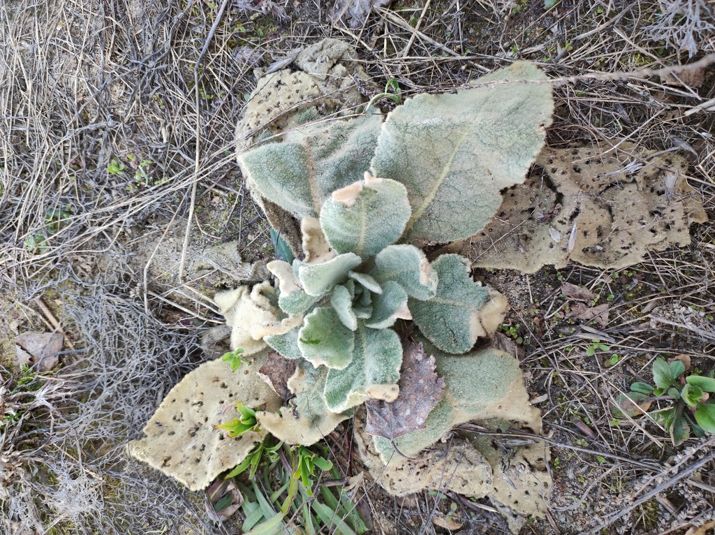 great mullein from Шуйский р-н, Ивановская обл., Россия on April 21 ...