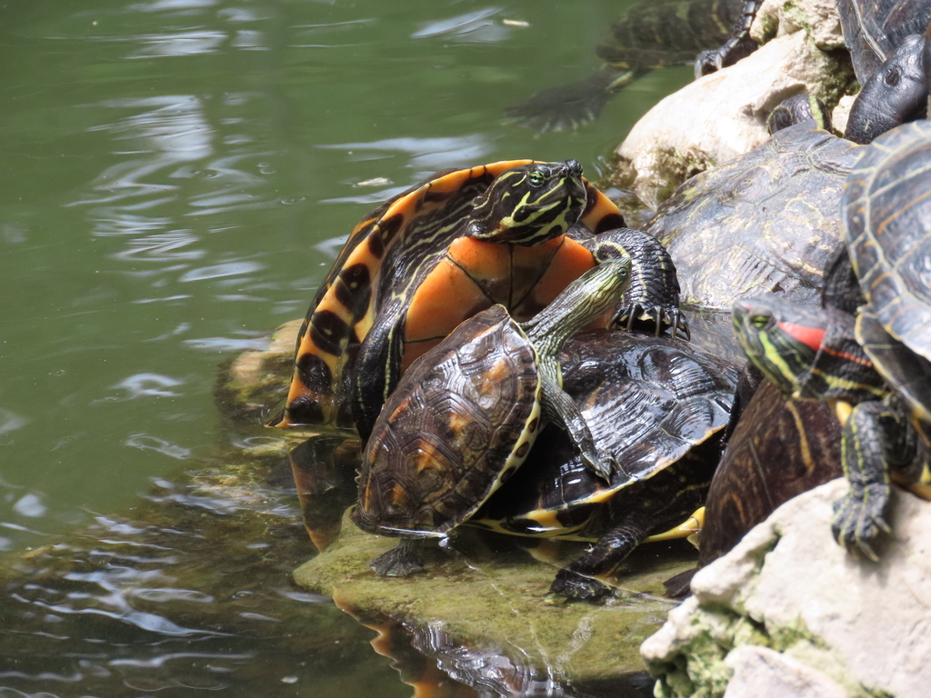 Common thread turtle in May 2023 by Linzy L.. The little one that was ...