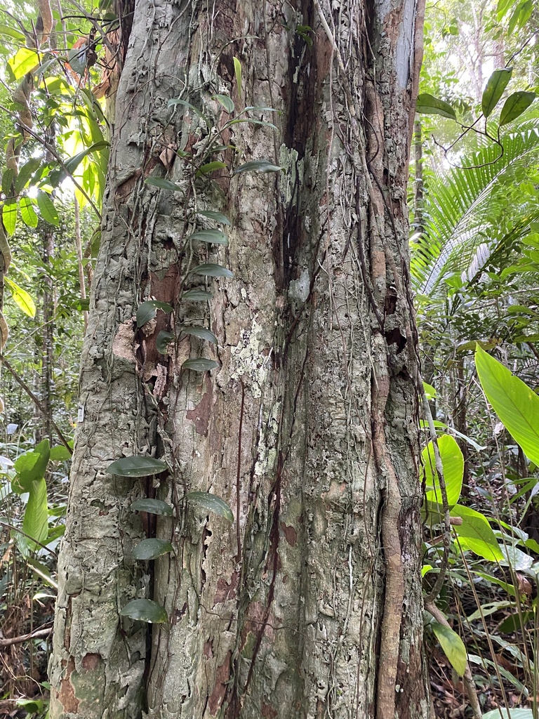 (Swartzia alternifoliolata) - Botanical Realm