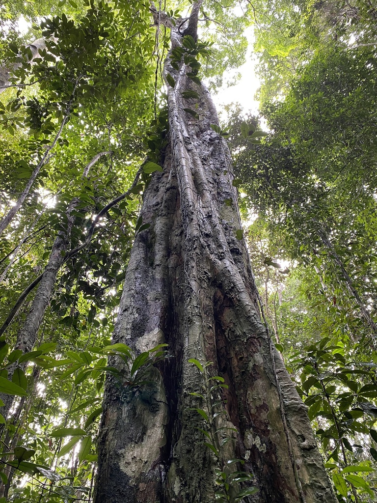 (Swartzia alternifoliolata) - Botanical Realm