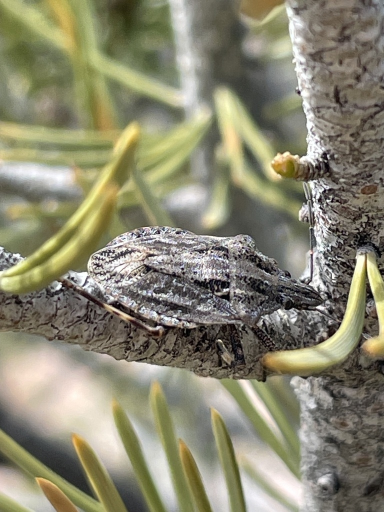 Four-humped Stink Bug from Colorado National Monument, Grand Junction ...