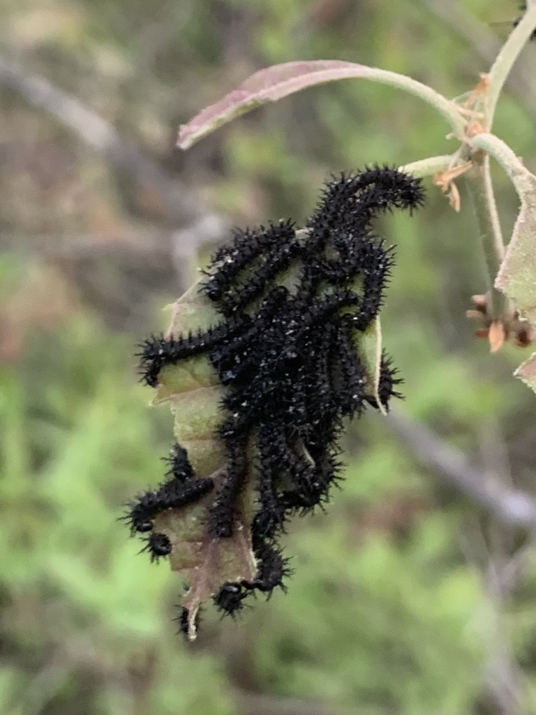 Buck Moth from Ada Ave, Tuckerton, NJ, US on May 28, 2023 at 07:57 PM ...