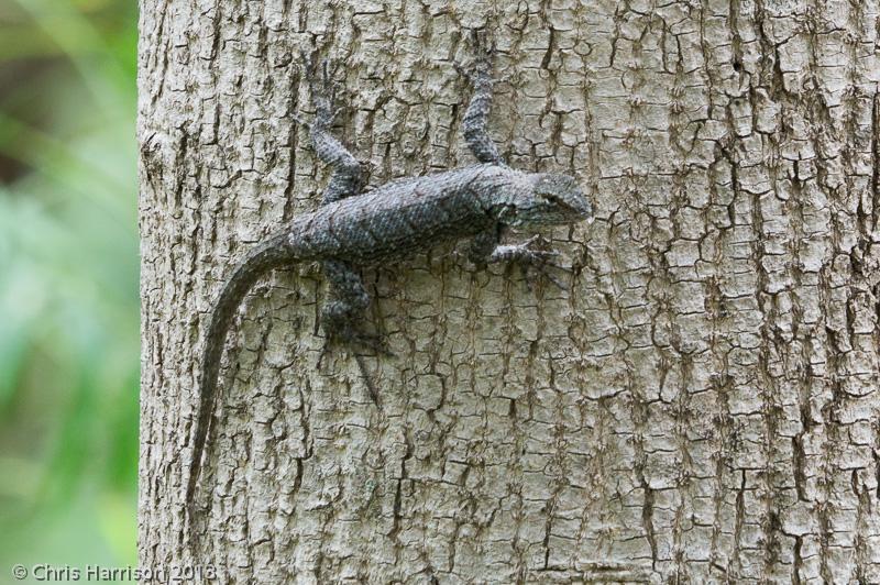 Northern Mesquite Lizard in July 2013 by Chris Harrison · iNaturalist