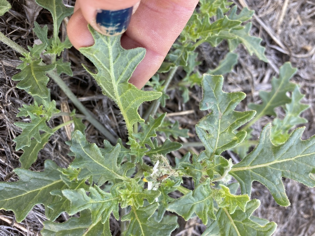 Cutleaf Nightshade from Wenatchee, WA, US on May 29, 2023 at 10:07 AM ...