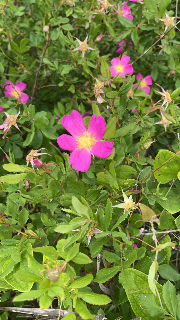 roses from Nottingham on May 29, 2023 at 01:13 PM by smartinbiologist ...