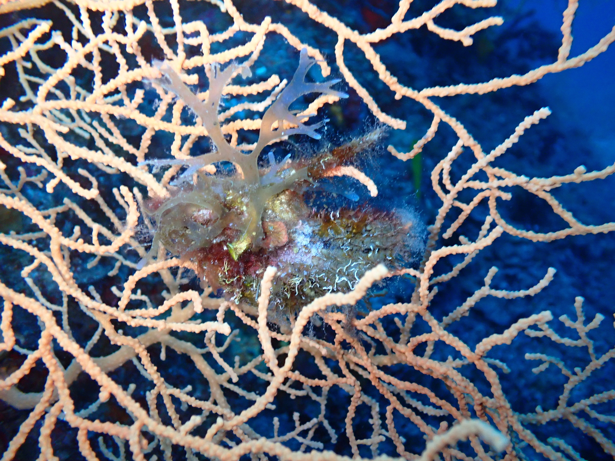 Pteria hirundo (Linnaeus, 1758)