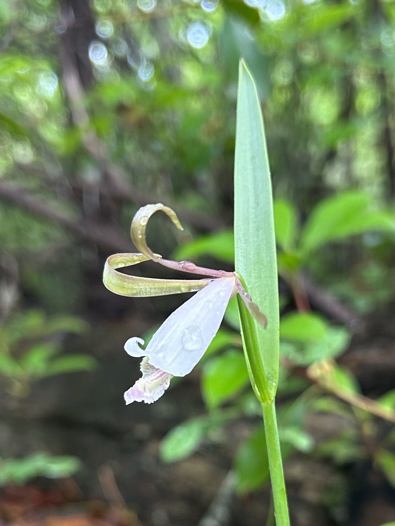 Small Spreading Pogonia in May 2023 by biomania · iNaturalist