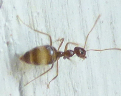 American Winter Ant from Wildwood, AL 36278, USA on May 29, 2023 at 01: ...