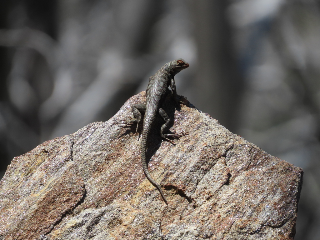 Southern Sagebrush Lizard from Riverside County, CA, USA on May 26 ...