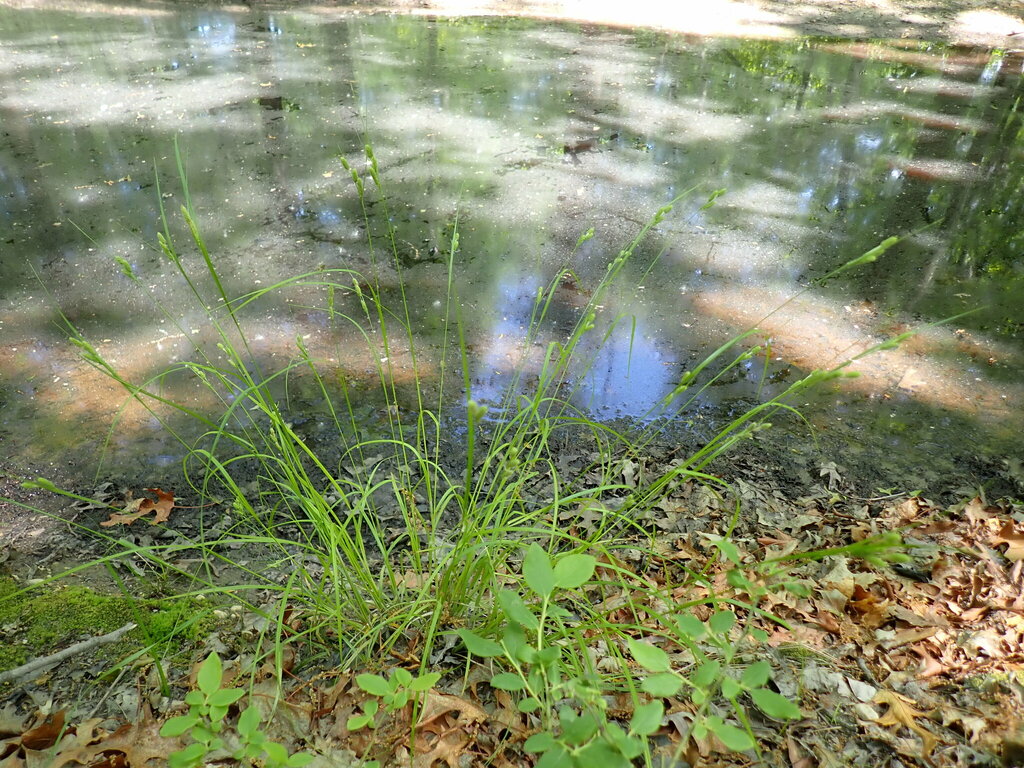 Swan's sedge from Melville, NY, USA on May 28, 2023 at 02:05 PM by Sus ...