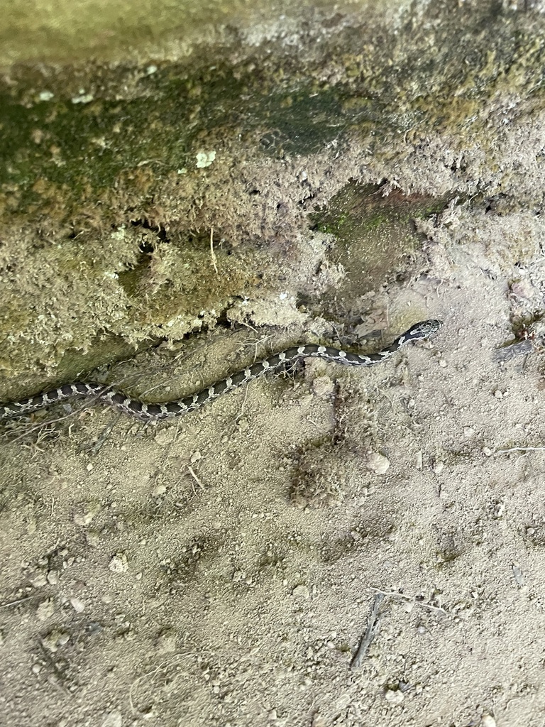 Gray Ratsnake from Cuyahoga Valley National Park, Cuyahoga Falls, OH ...