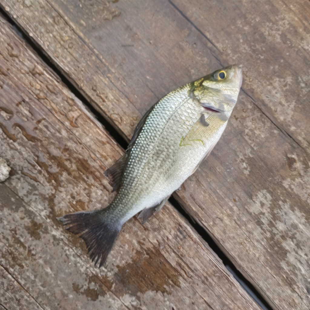 White Perch from Lake Shore, MD 21122, USA on May 29, 2023 at 12:50 PM ...