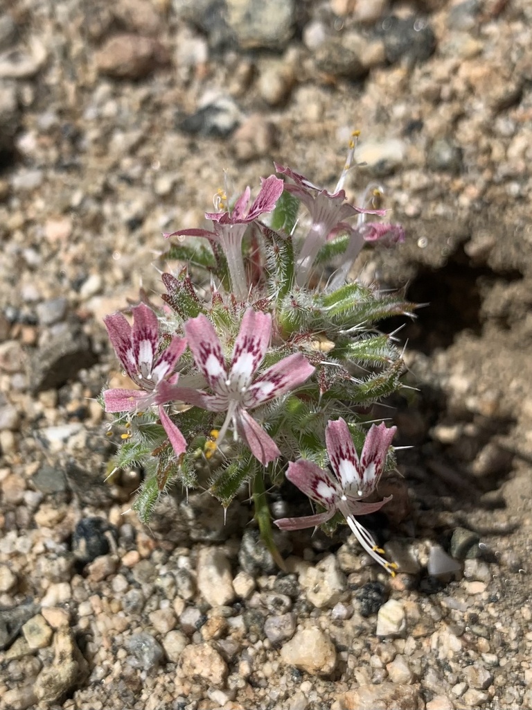 desert calico from Independence, CA, US on May 28, 2023 at 11:01 AM by ...