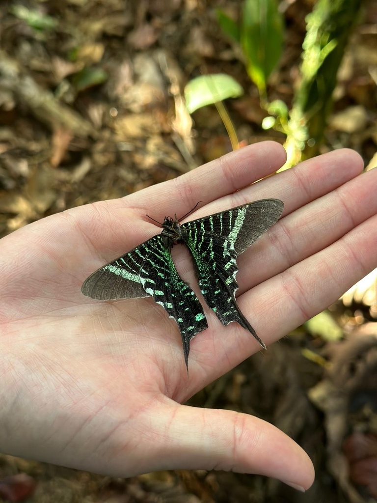 Urania Swallowtail Moth from Calle El Sota, Pococi, Limon, CR on May 27 ...
