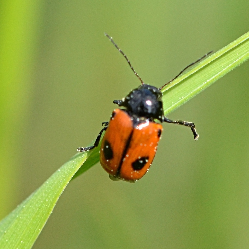 black-and-red pot beetle from 293 01 Mladá Boleslav, Česko on May 26 ...