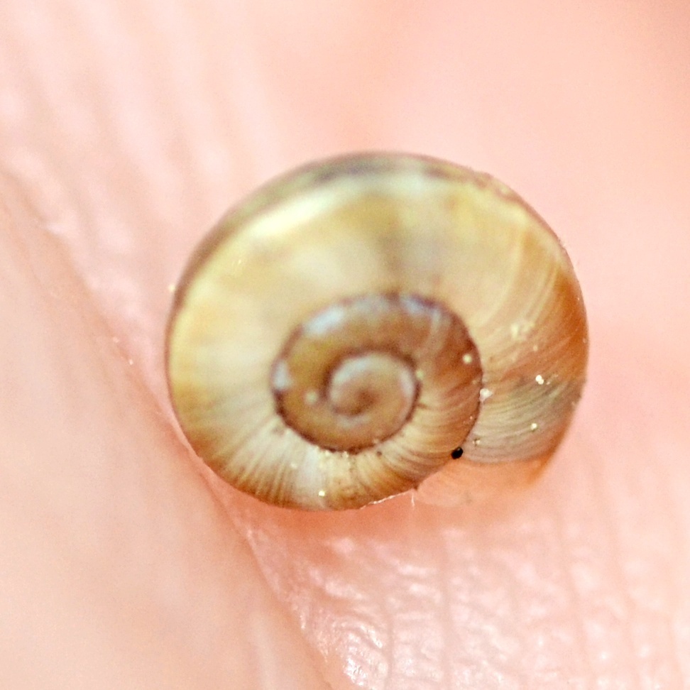 Eastern Heath Snail from 293 01 Mladá Boleslav, Česko on May 26, 2023 ...