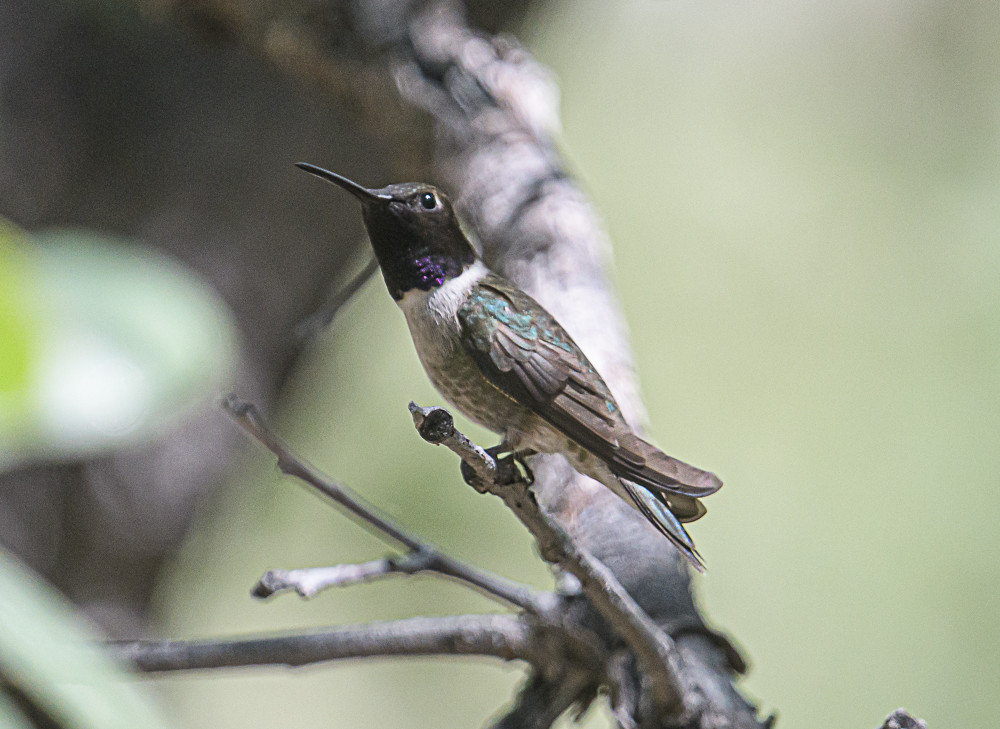 Black-chinned Hummingbird from Sierra Vista Southeast, AZ, USA on May ...