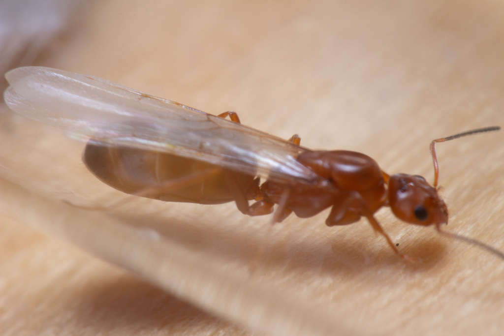 Buren's Pyramid Ant from Lake County, FL, USA on May 28, 2023 at 05:12 ...